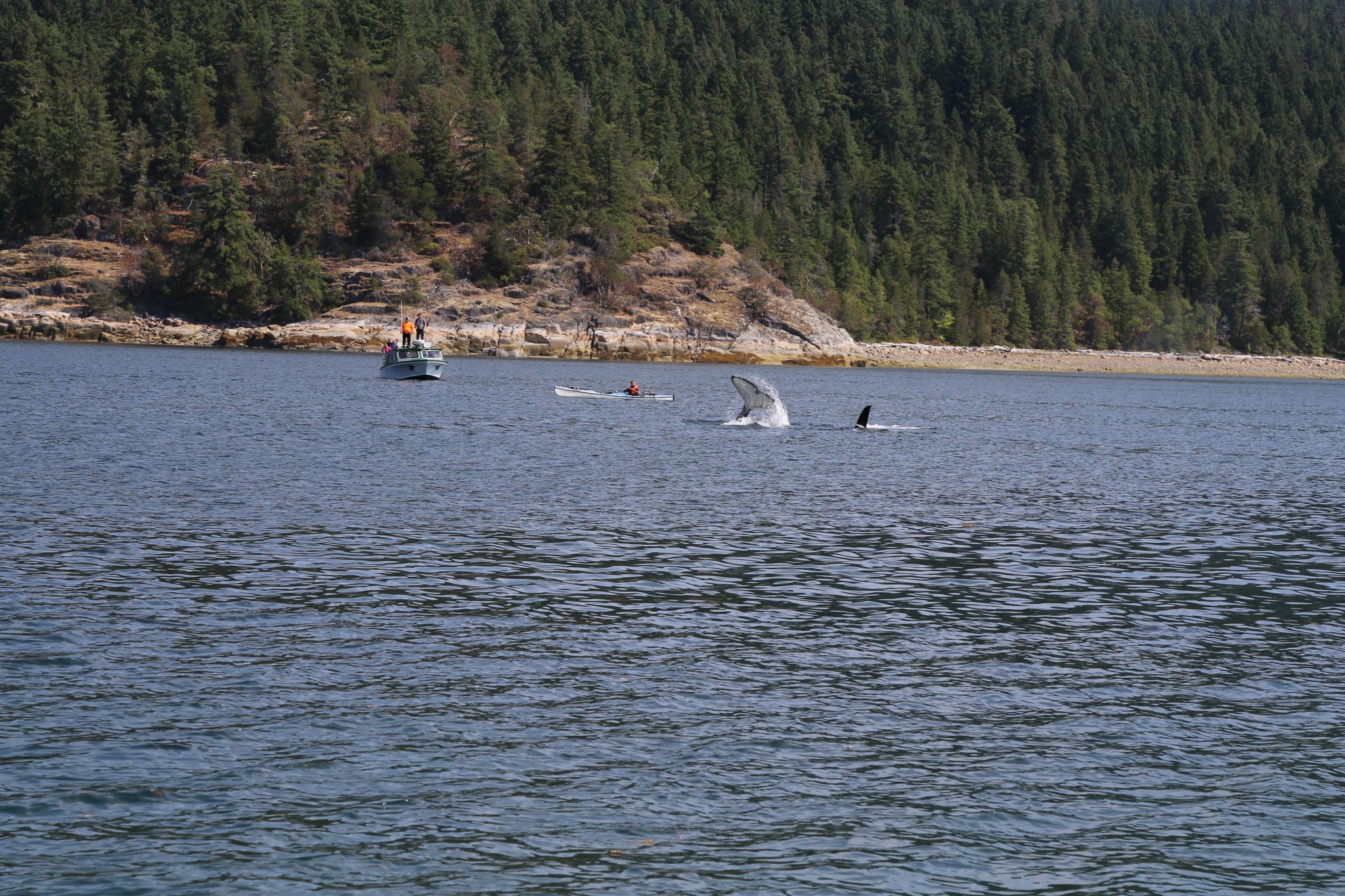Desolation Sound Boat Tours – Desolation Sound